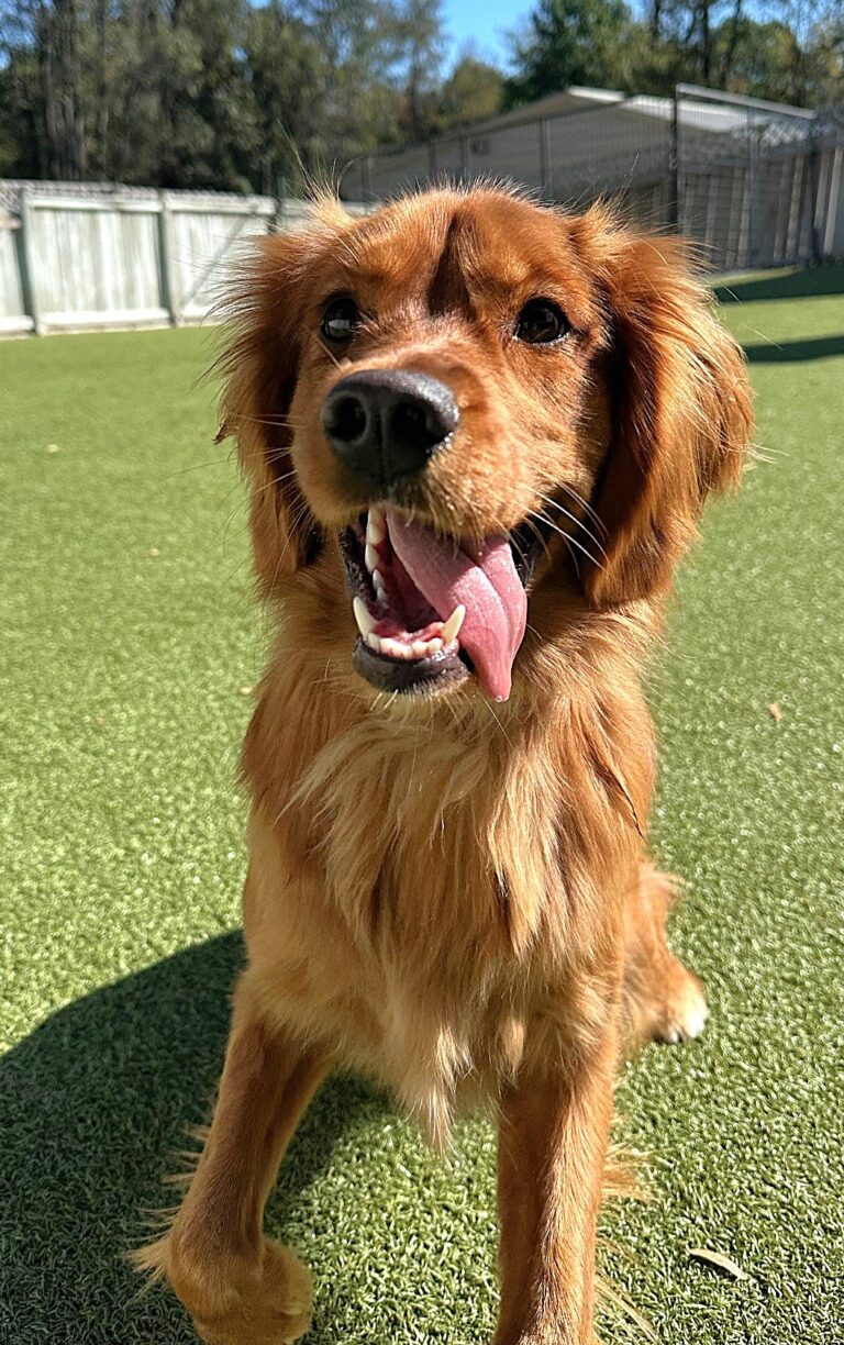 Dog Cat Boarding, Rates, NOVA | Paws Awhile Pet Motel