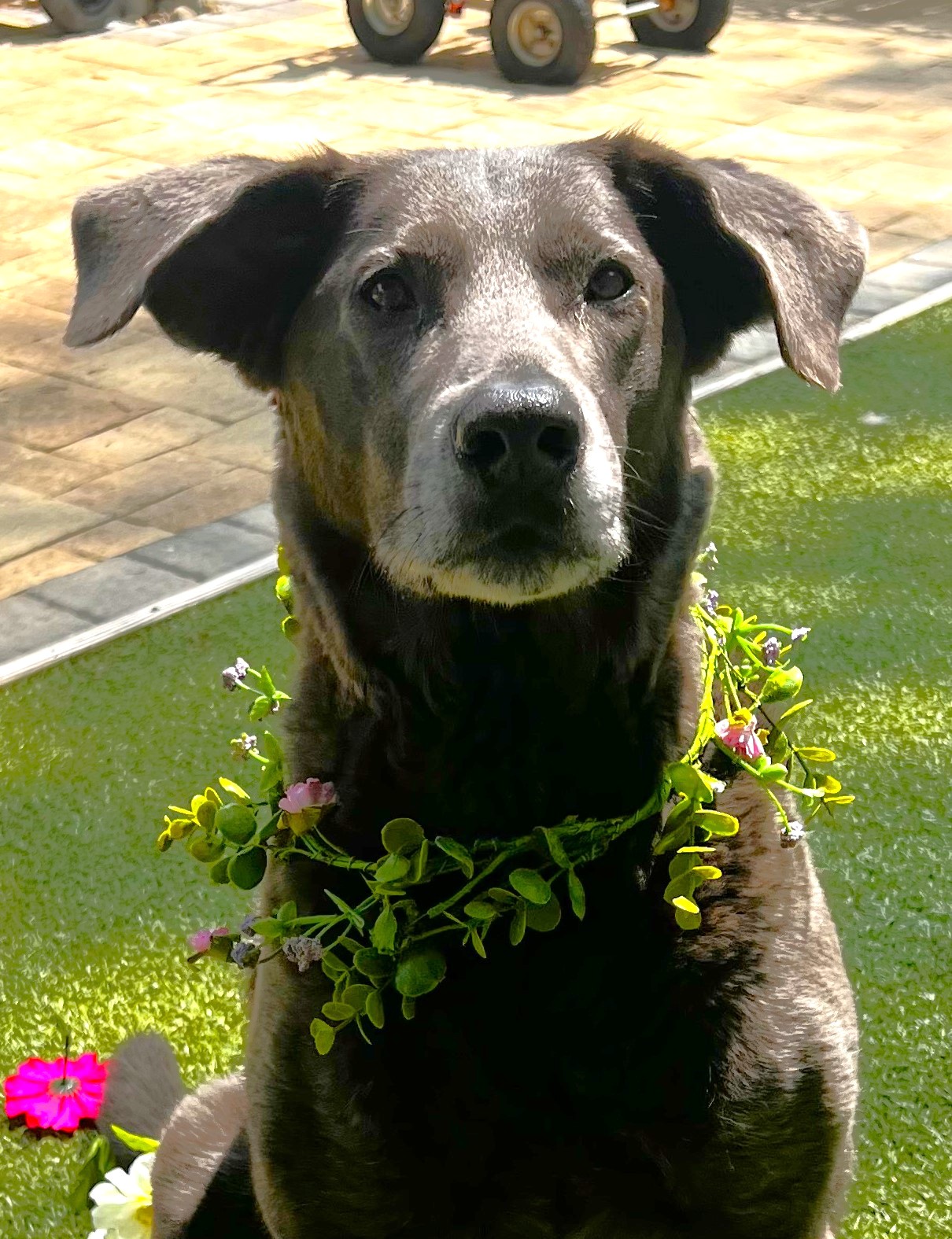 Dog Cat Boarding, Rates, NOVA | Paws Awhile Pet Motel